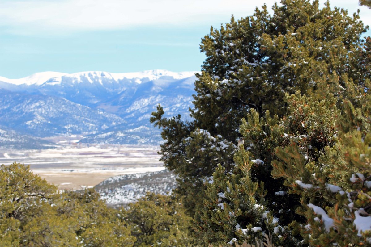 Colorado Piñon – La Casa Del Sol