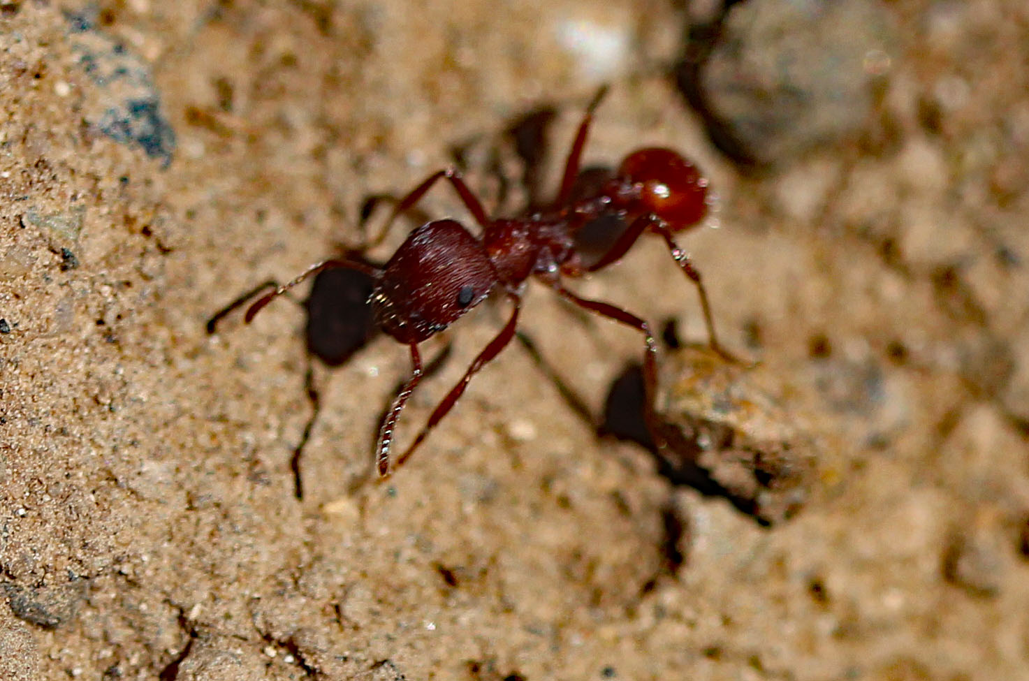 Red Harvester Ants – La Casa Del Sol