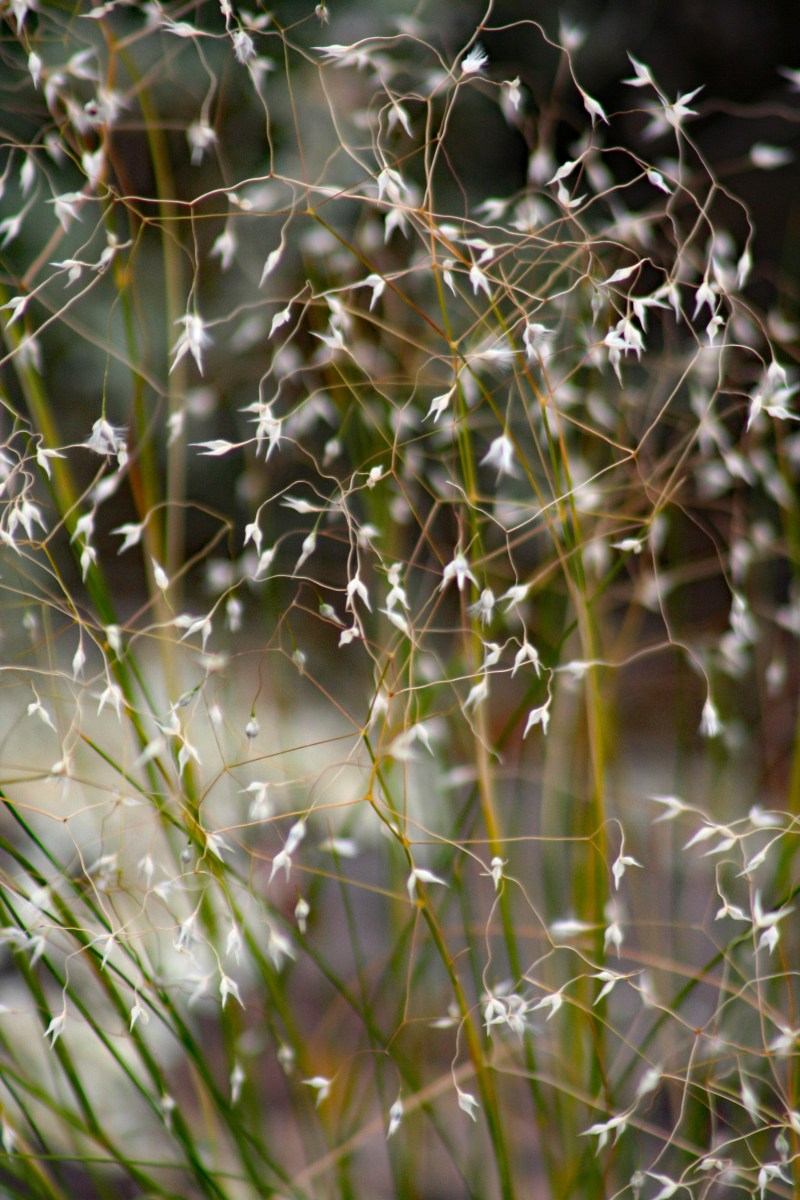 Indian Rice Grass – La Casa Del Sol